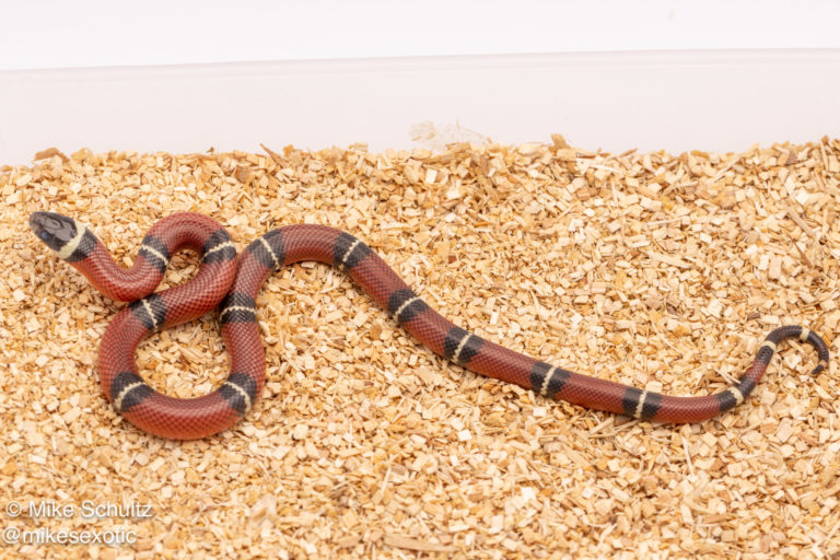Outback Reptiles - Live Reptiles for Sale!