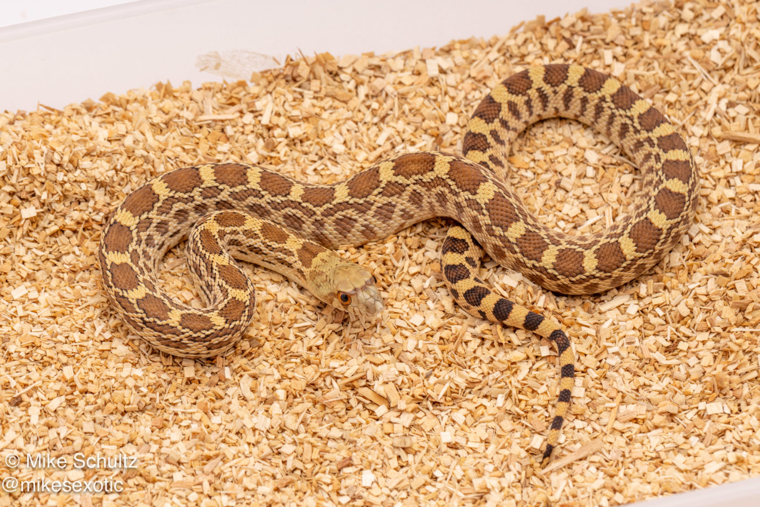 Outback Reptiles - Live Reptiles for Sale!