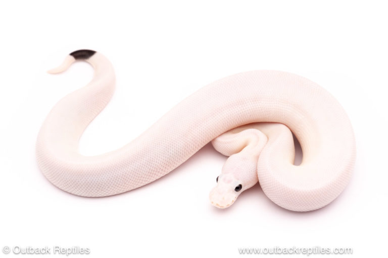 Panda Pied – Female (Ian G Panda Line) | Outback Reptiles