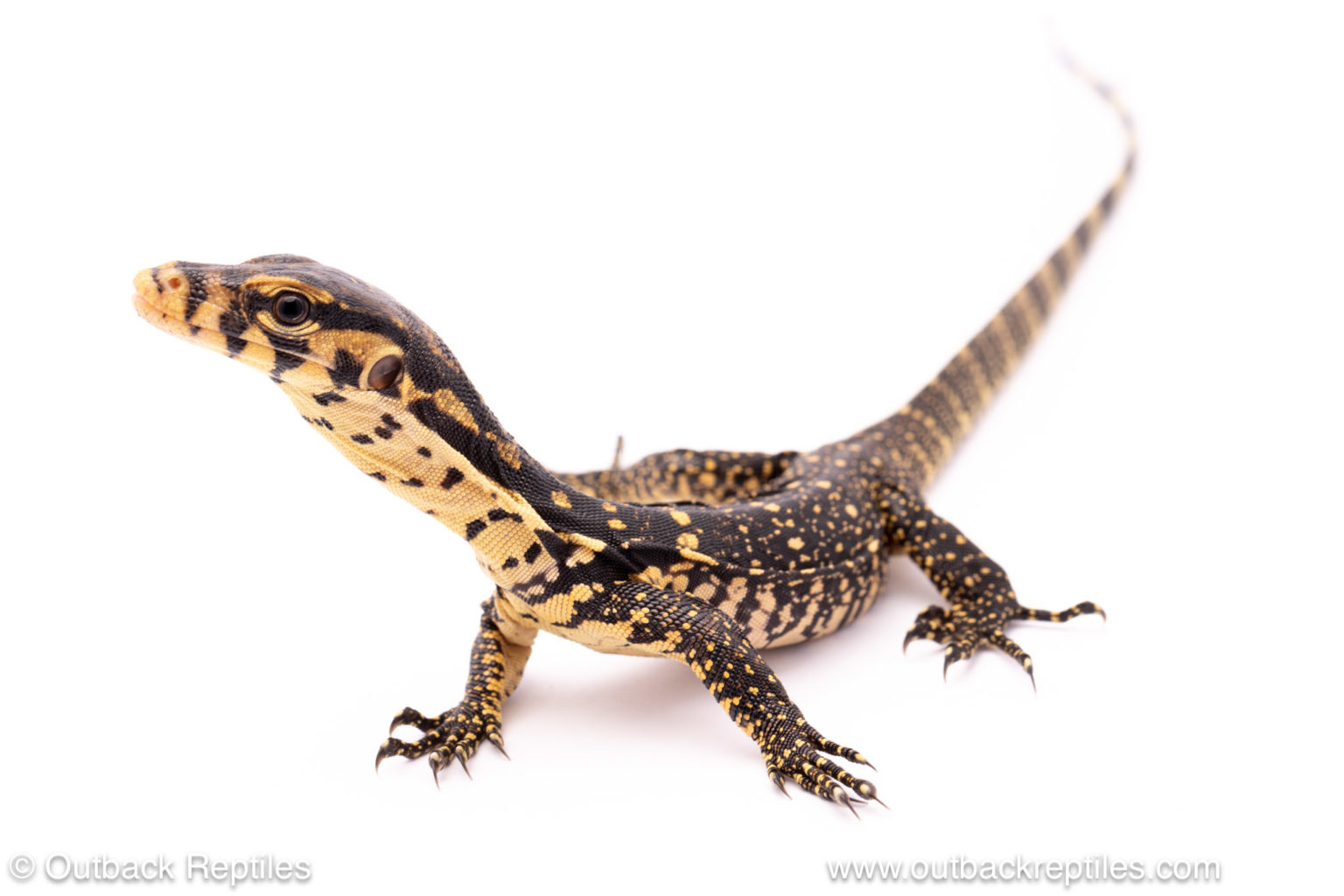 Sambawa Asian Water Monitors | Outback Reptiles