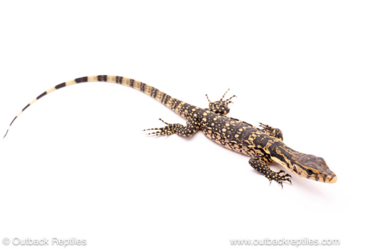 Sambawa Asian Water Monitors | Outback Reptiles