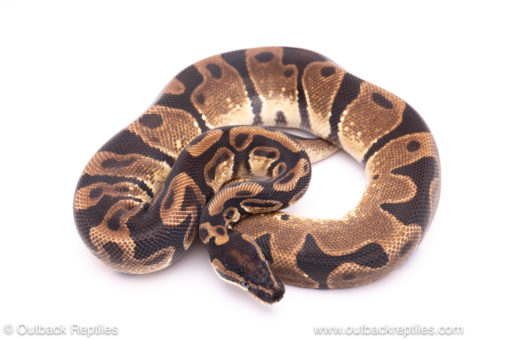 Out of Africa Ball Pythons | Outback Reptiles