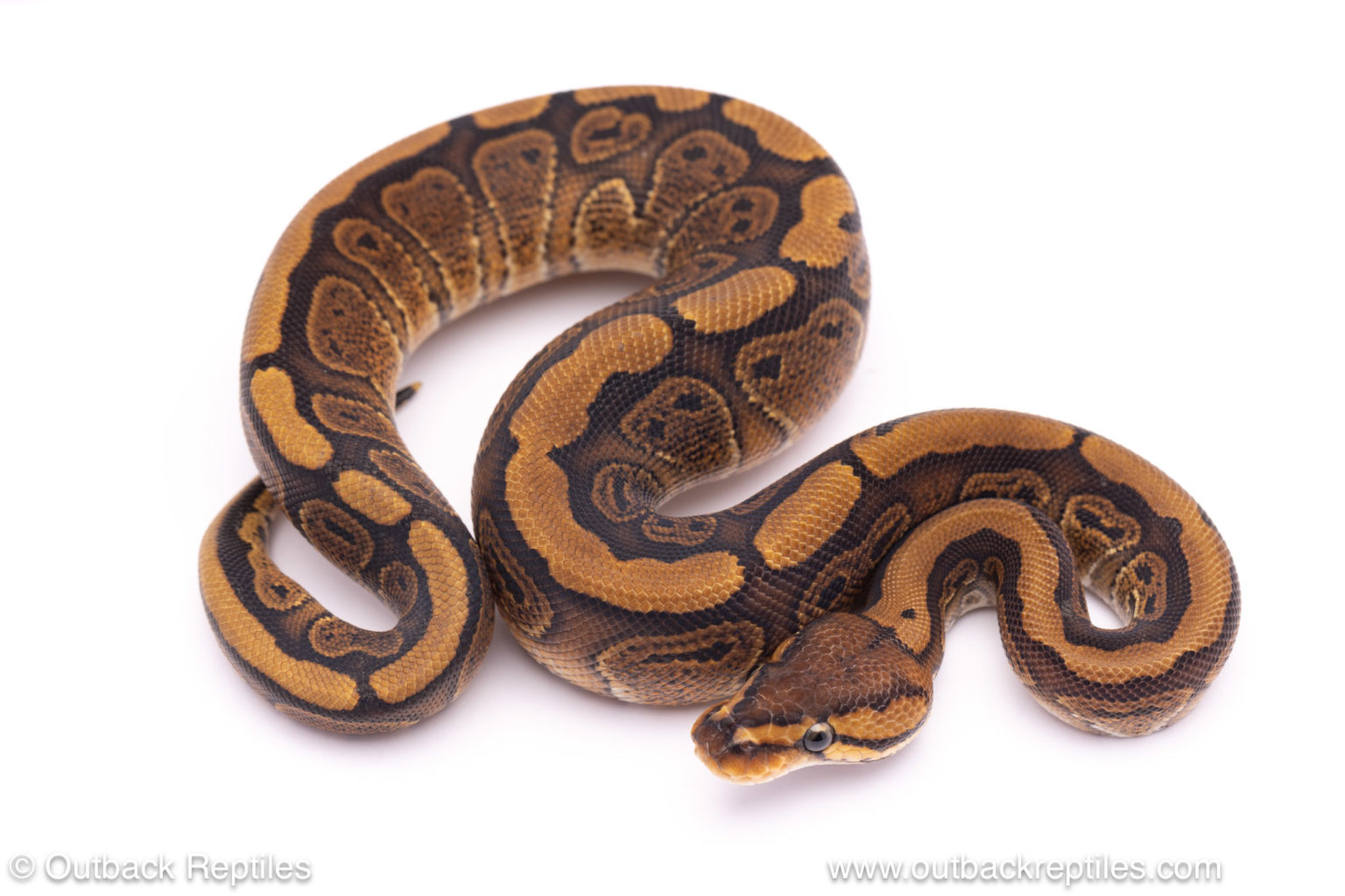 Outback Reptiles - Live Reptiles for Sale! | Outback Reptiles