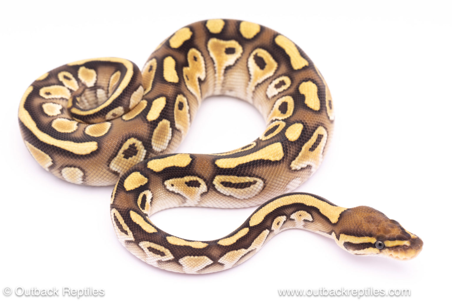 Ball Pythons for Sale | Outback Reptiles
