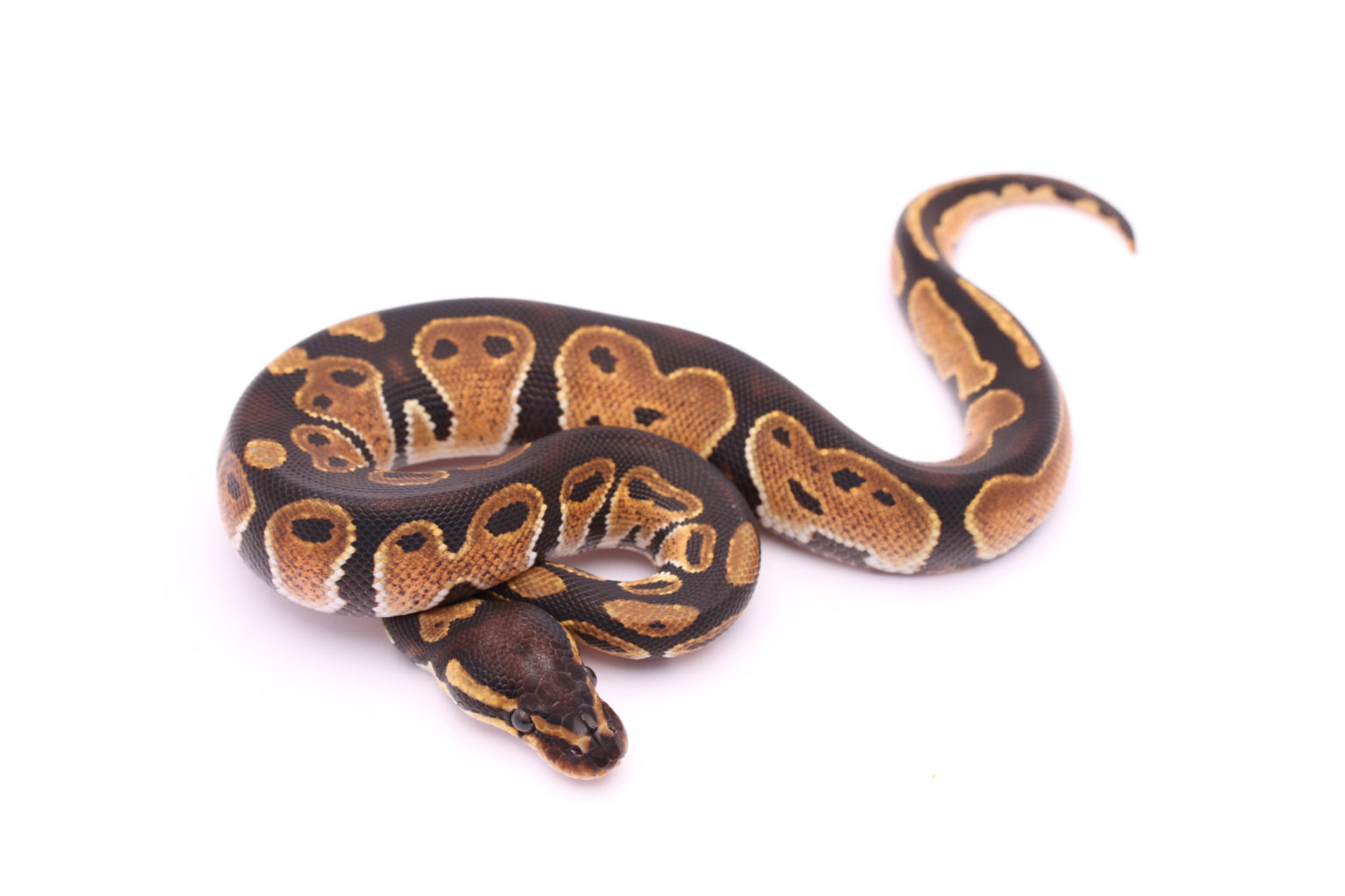 Out of Africa Ball Pythons | Outback Reptiles