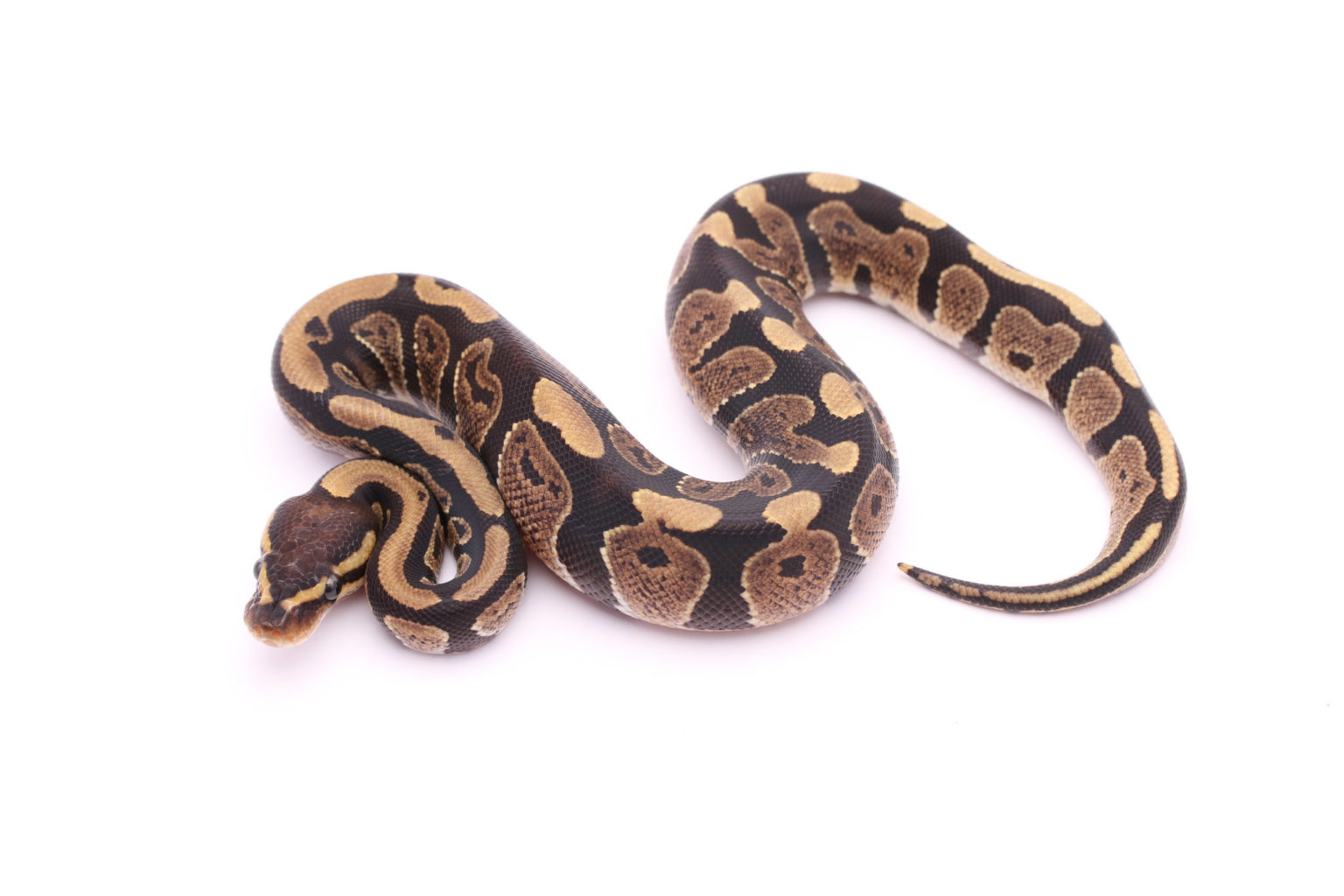 Out of Africa Ball Pythons | Outback Reptiles