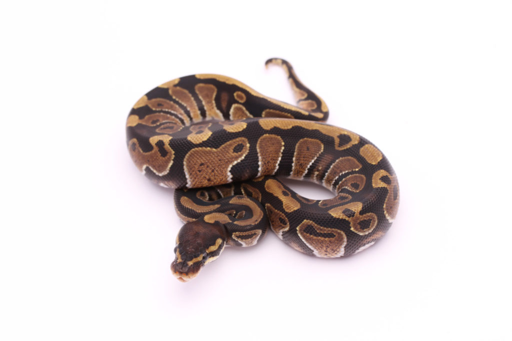 Out of Africa Ball Pythons | Outback Reptiles