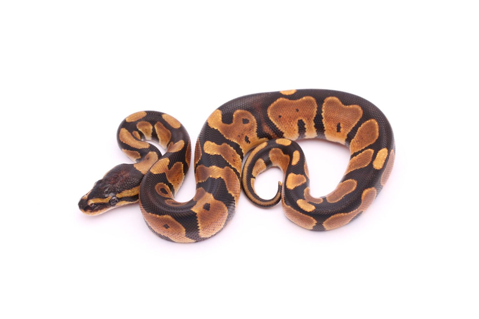 Out of Africa Ball Pythons | Outback Reptiles