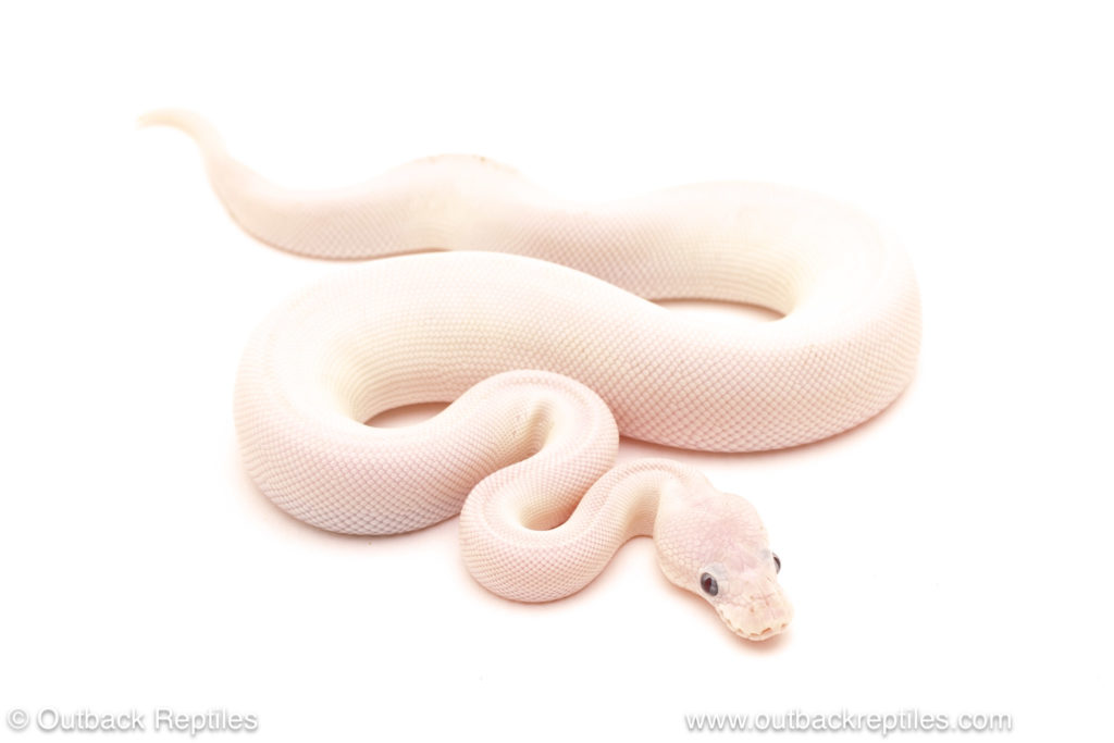 Ball Pythons for Sale | Outback Reptiles