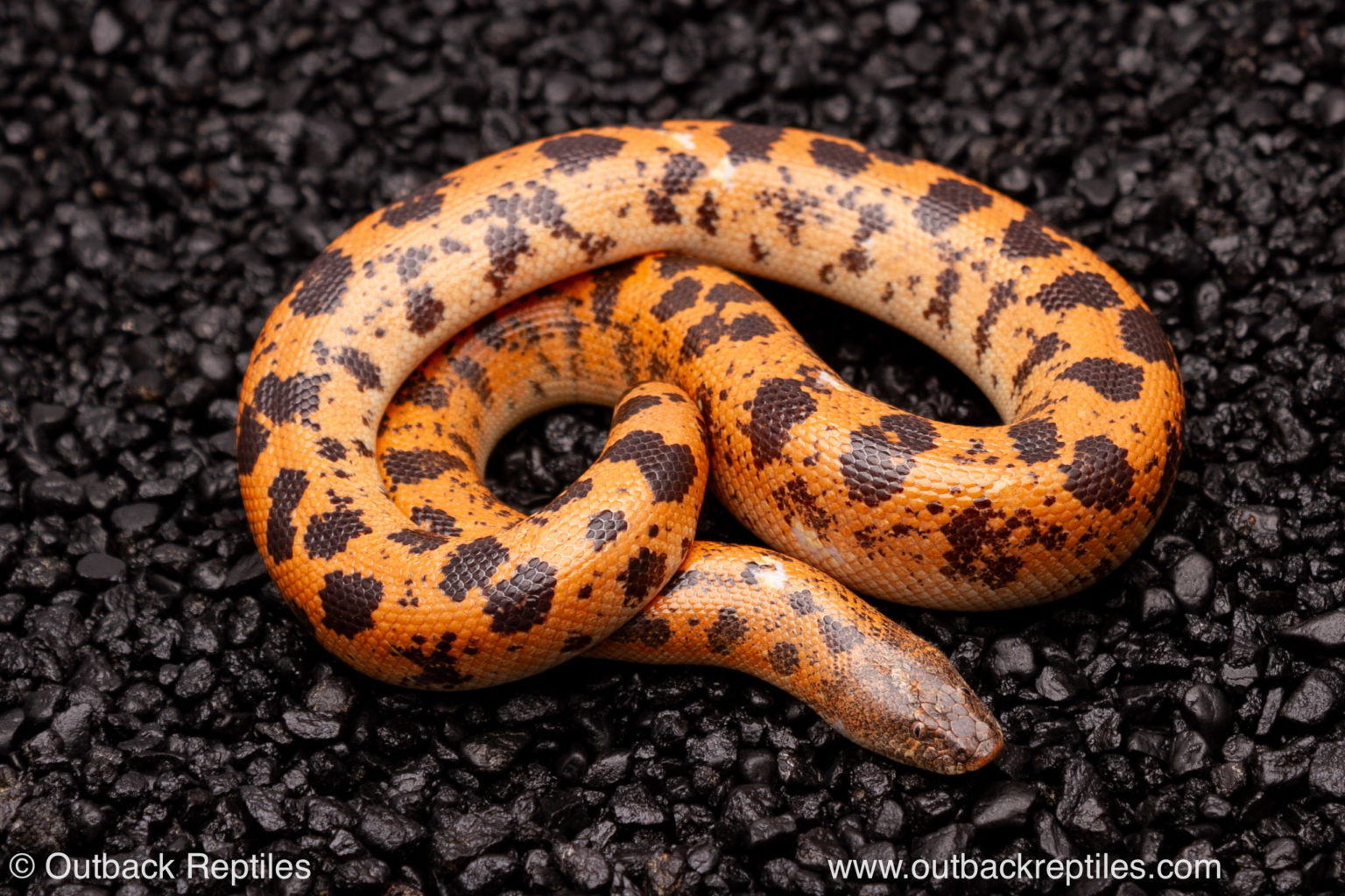 Sunburst Saharan Sand Boa – Female | Outback Reptiles