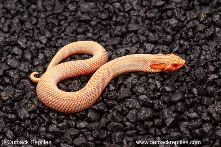 Albino Superconda Western Hognose Snake – Male | Outback Reptiles