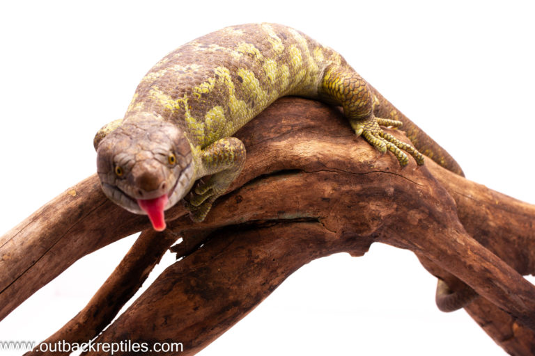 Female Monkey Tailed Skink | Outback Reptiles