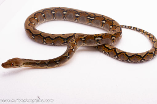 2025 Normal Reticulated Pythons- Mixed | Outback Reptiles
