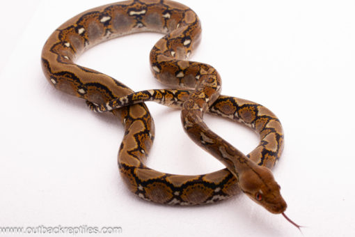 2025 Normal Reticulated Pythons- Mixed | Outback Reptiles