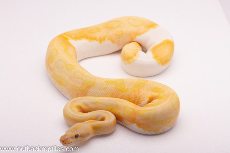 2023 Dreamsicle Enchi- Female | Outback Reptiles