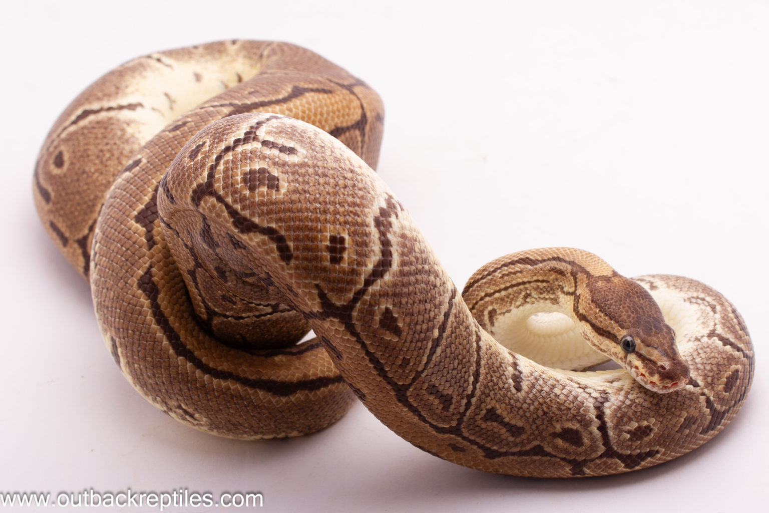 GHI Clown Ball Python- Female | Outback Reptiles