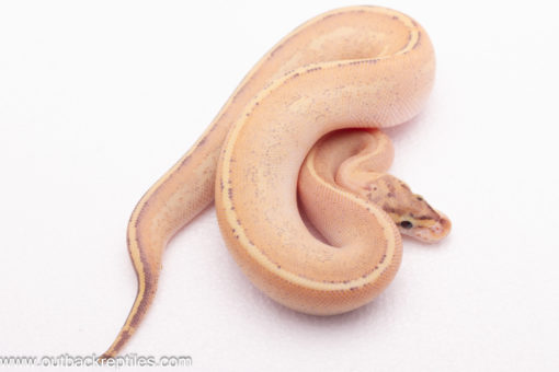 2025 Puma-Female | Outback Reptiles
