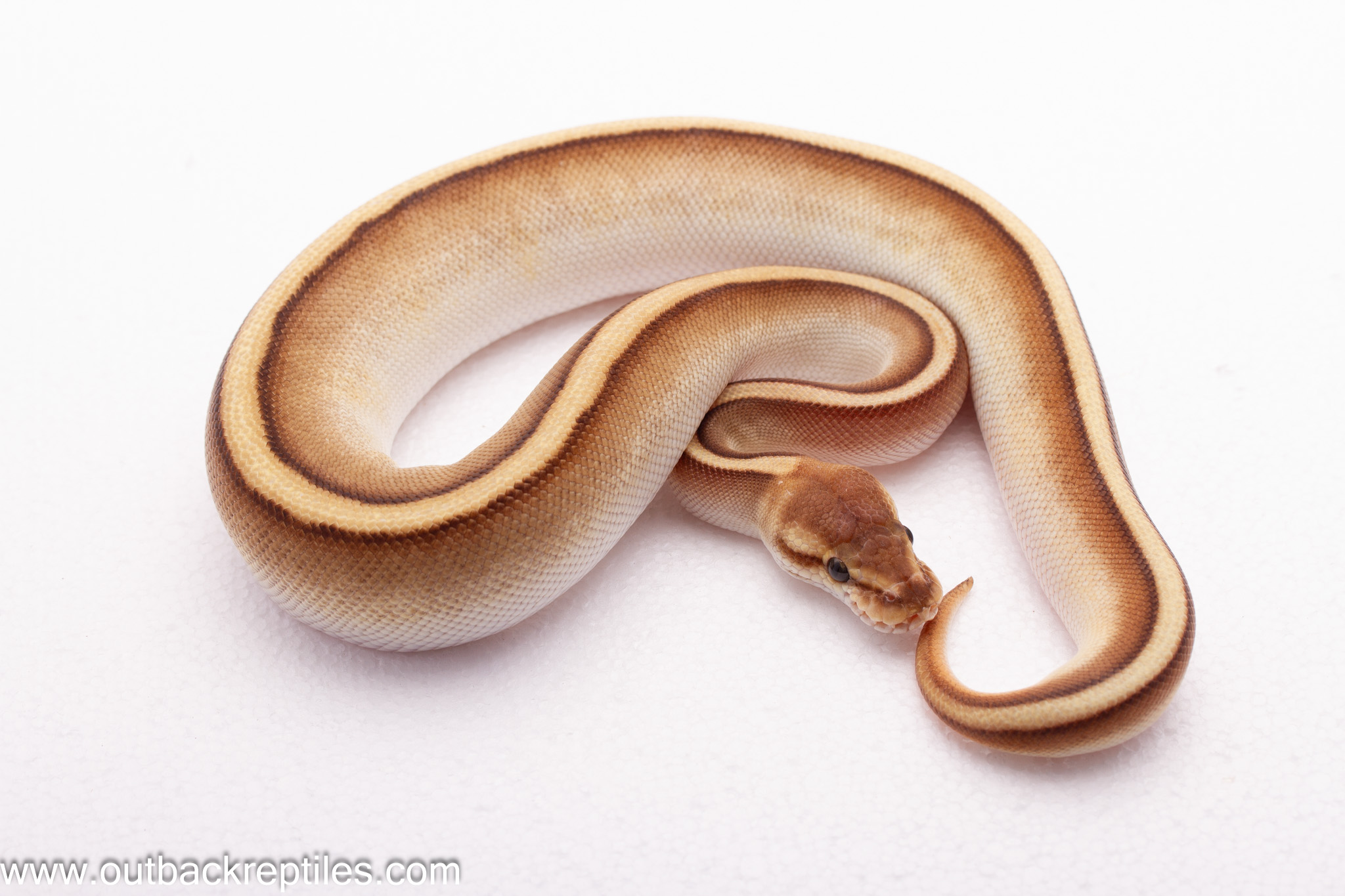2025 Orange Dream Lesser Genetic Stripe- Male | Outback Reptiles