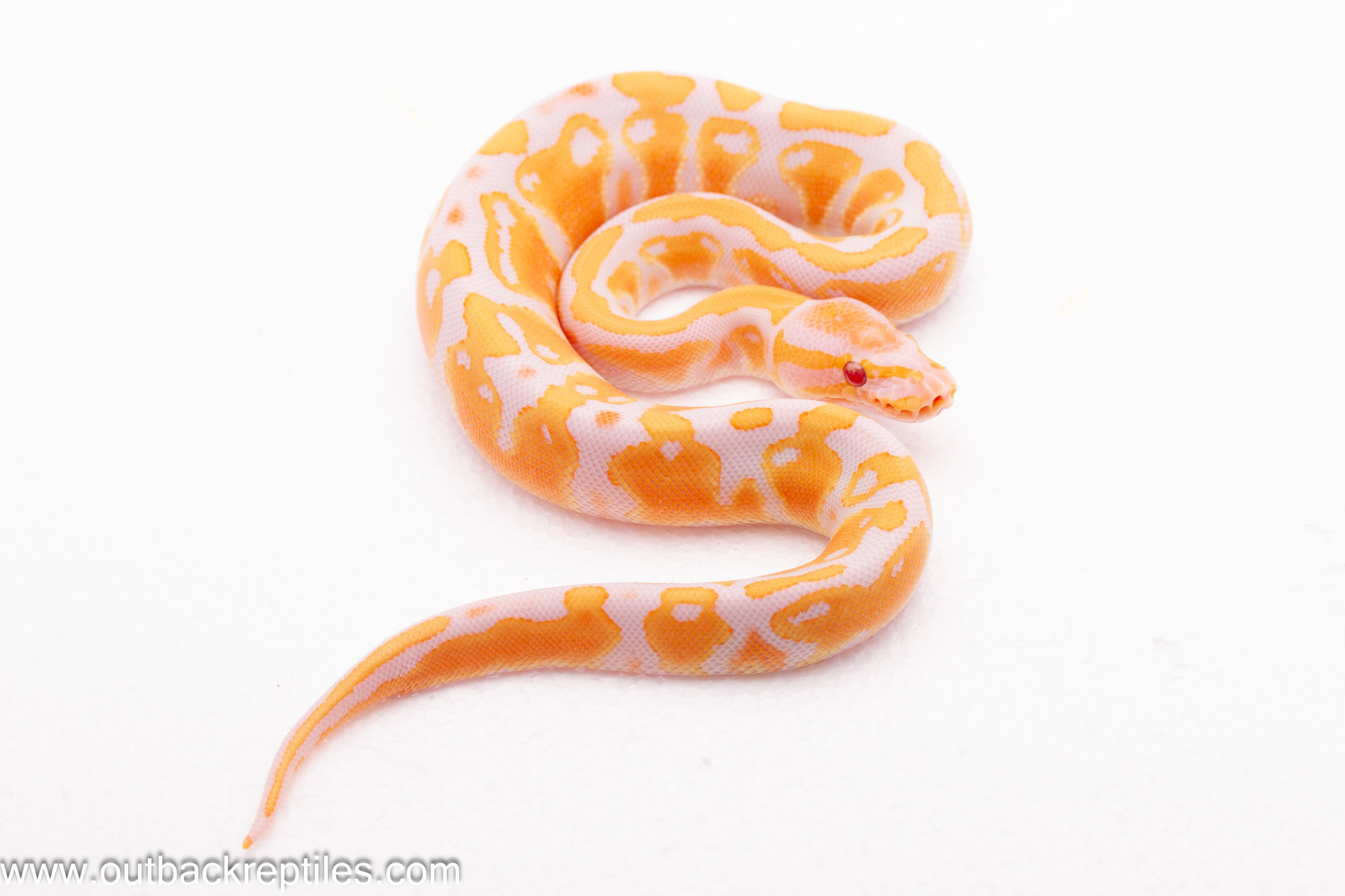 2025 Lesser Lavender- Male | Outback Reptiles