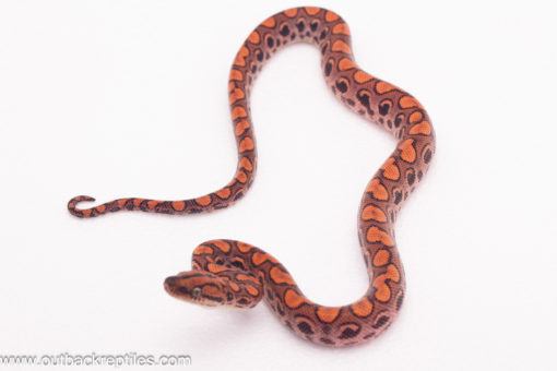 2025 Brazilian Rainbow Boa- Male | Outback Reptiles