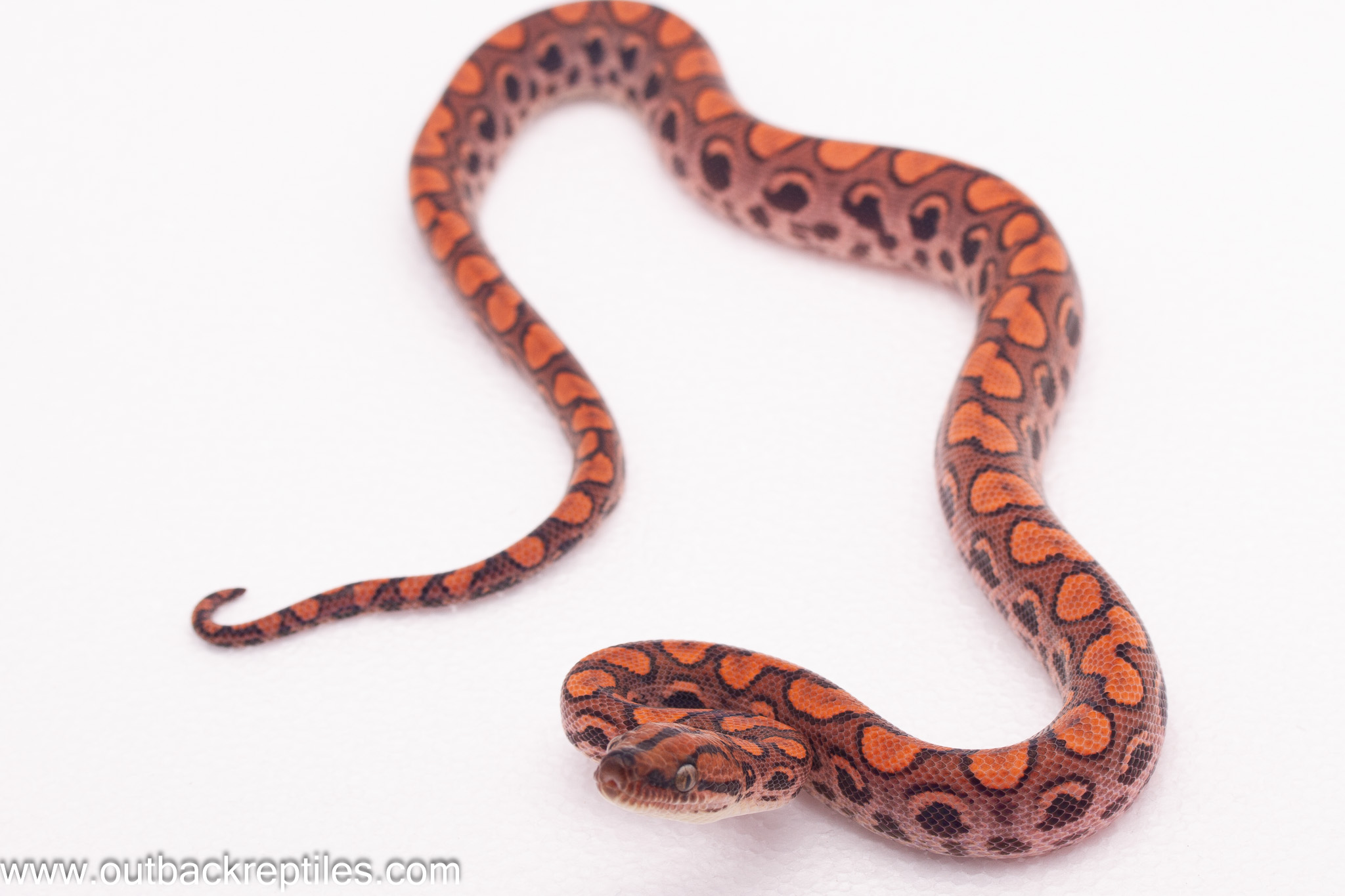 2025 Brazilian Rainbow Boa- Male | Outback Reptiles