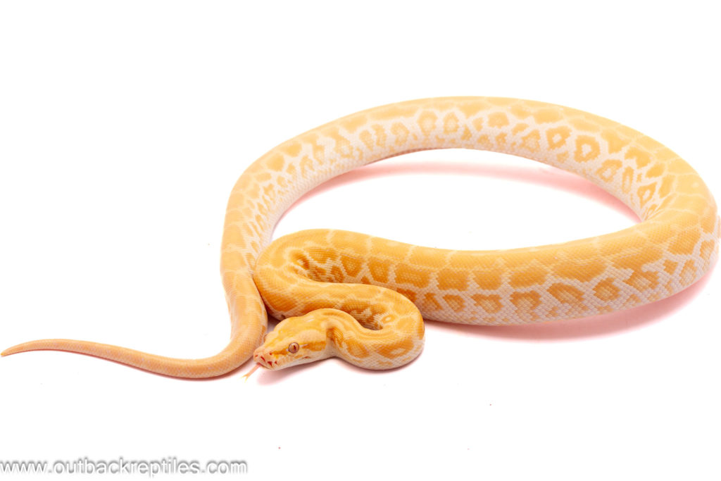 Pearl Burmese Python- Female | Outback Reptiles