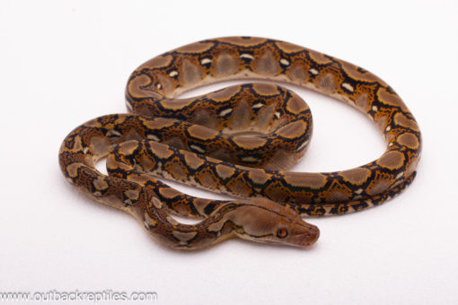 2025 Normal Reticulated Python- Female | Outback Reptiles