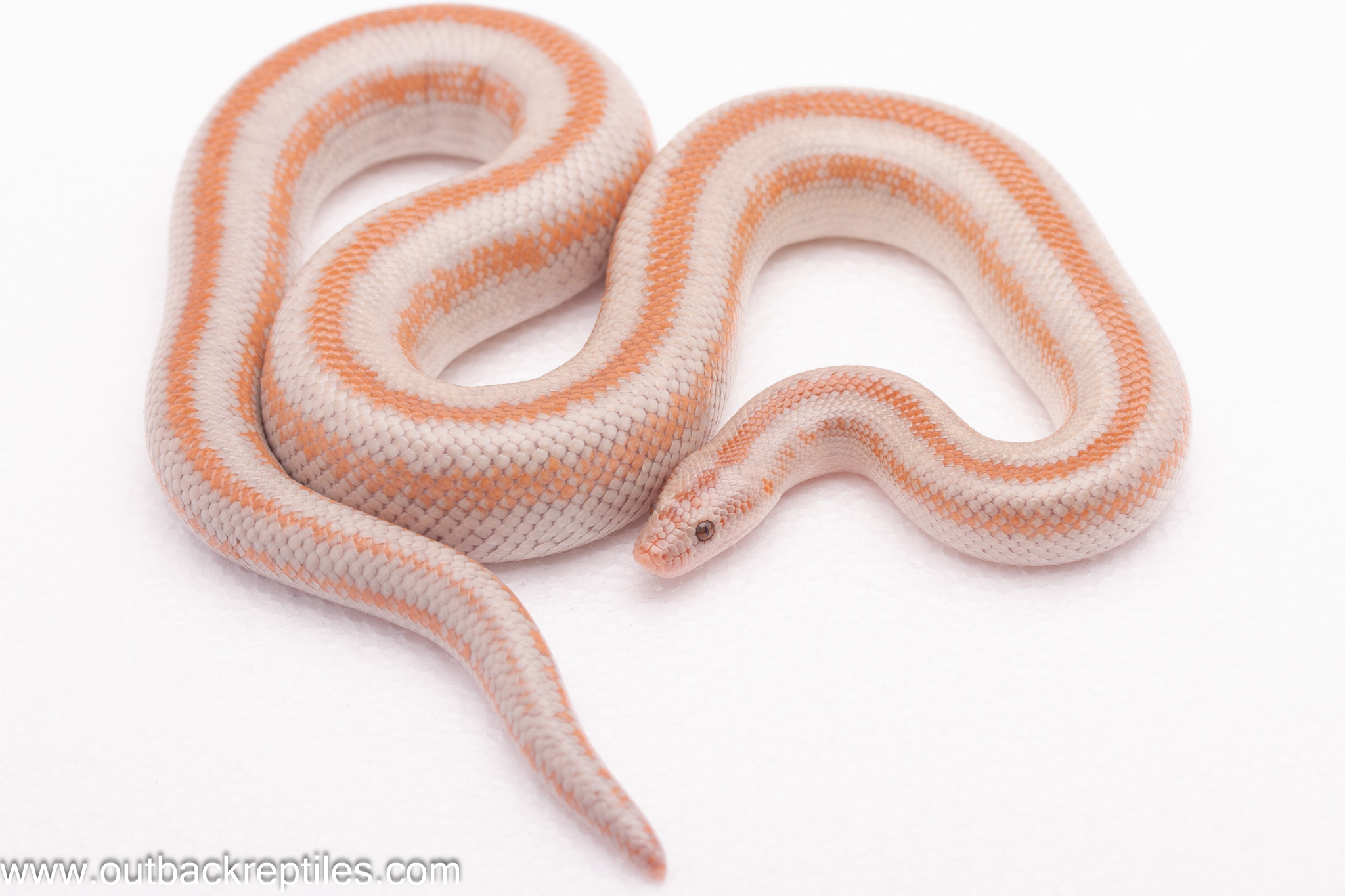2025 San Felipe Desert Rosy Boa- Male | Outback Reptiles