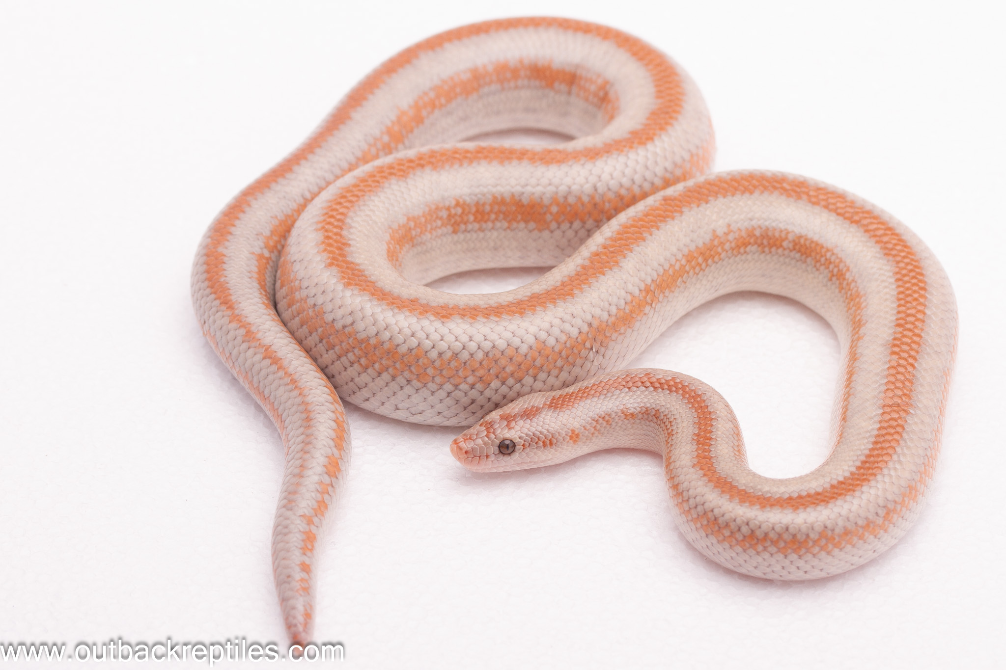 2025 San Felipe Desert Rosy Boa- Male | Outback Reptiles