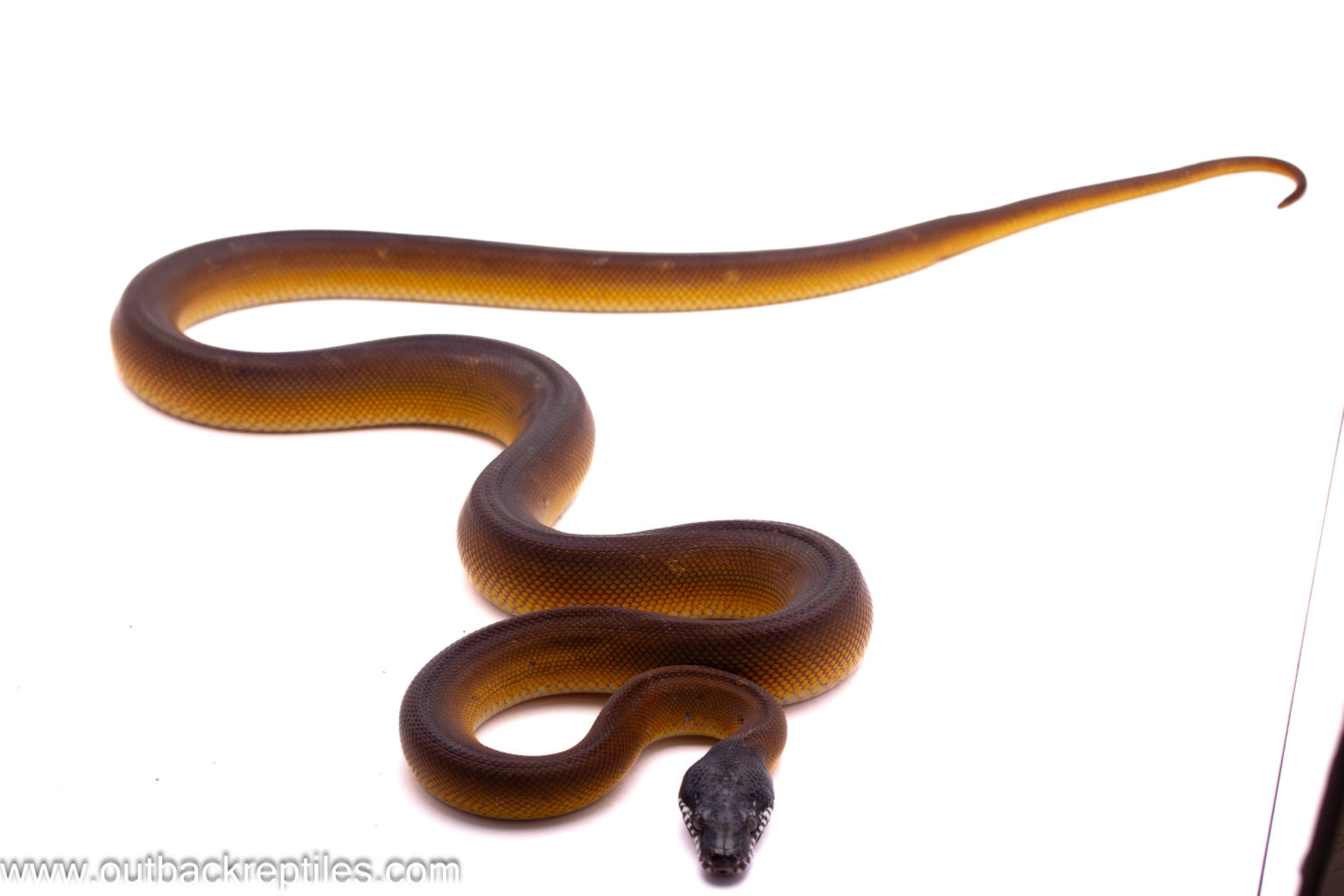 Juvenile White Lipped Python- Female | Outback Reptiles