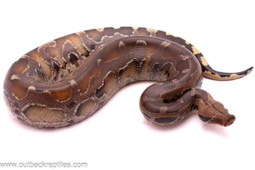 2025 Borneo Blood Python- Female 1 | Outback Reptiles