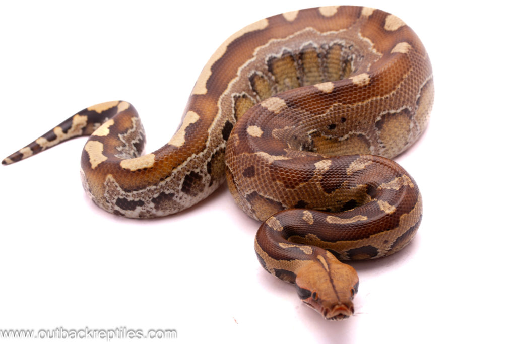 2025 Borneo Blood Python- Female 2 | Outback Reptiles