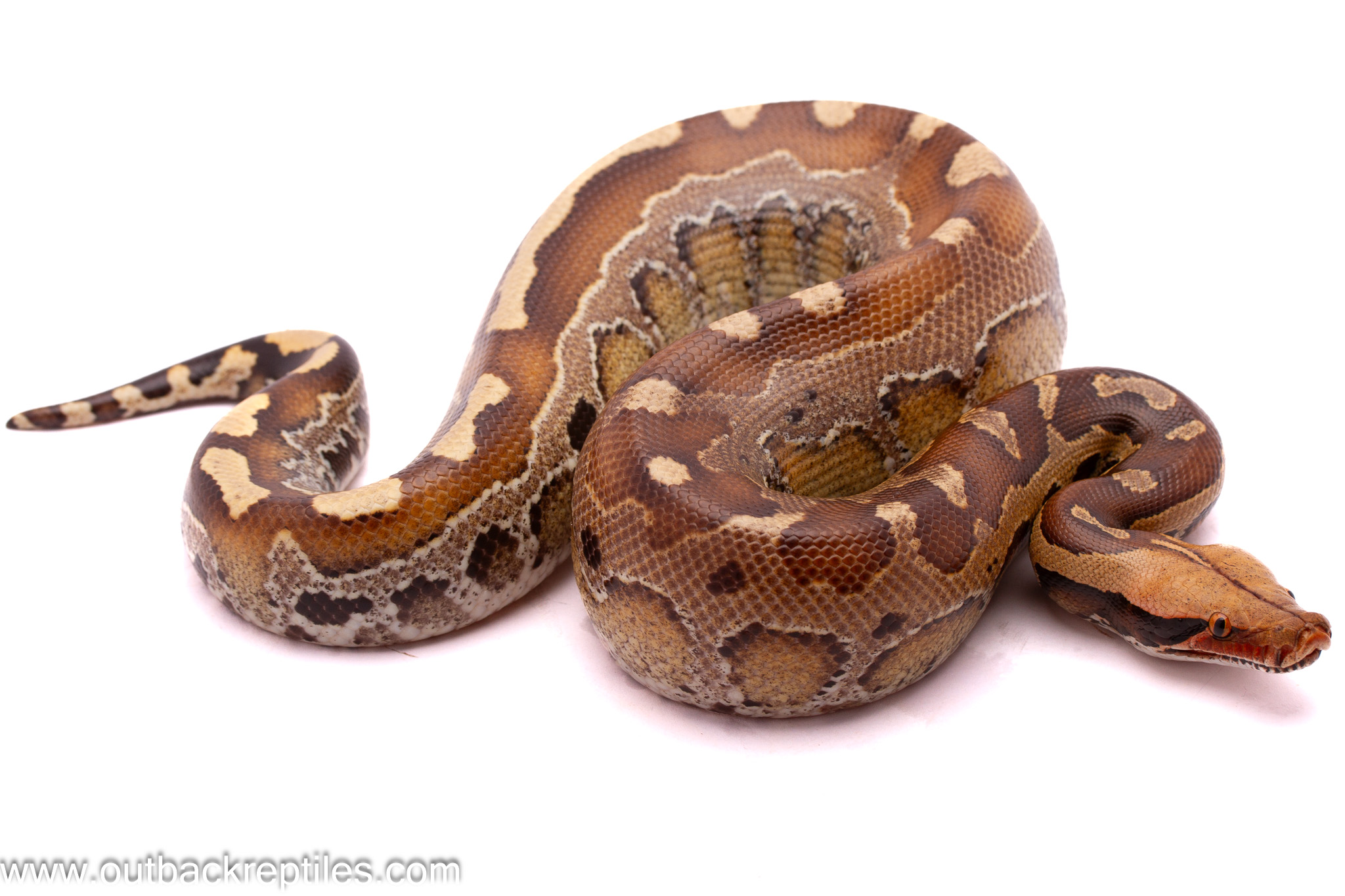 2025 Borneo Blood Python- Female 2 | Outback Reptiles
