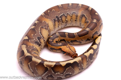 2025 Borneo Blood Python- Female 3 | Outback Reptiles