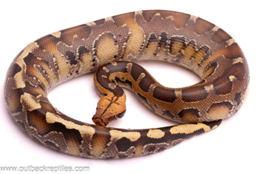 2025 Borneo Blood Python- Female 3 | Outback Reptiles