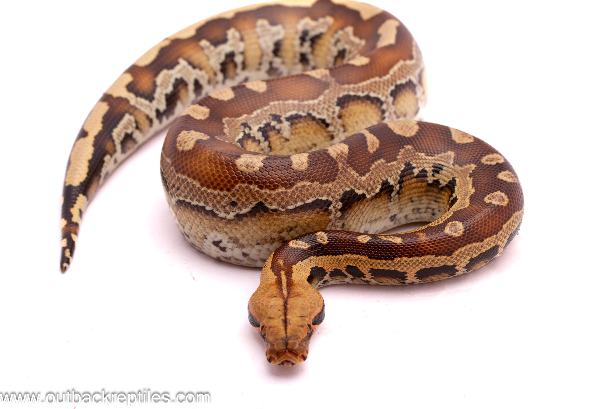 2025 Borneo Blood Python- Female 4 | Outback Reptiles