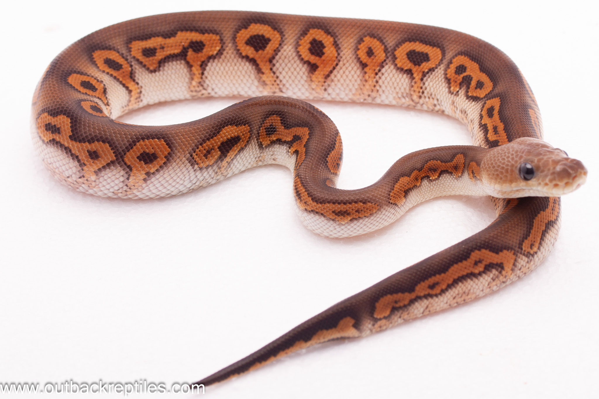 Black Pastel Wookie Clown Ball Python- Male | Outback Reptiles