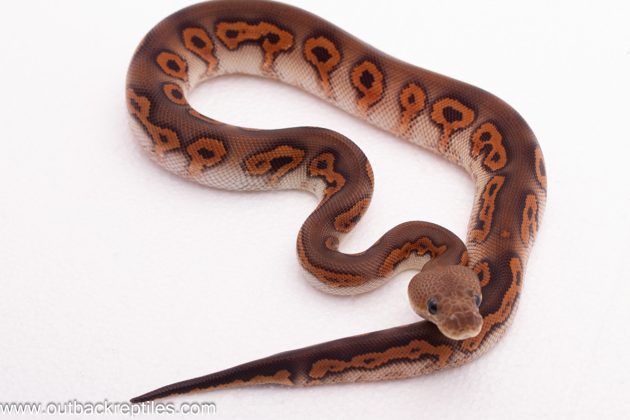Black Pastel Wookie Clown Ball Python- Male | Outback Reptiles