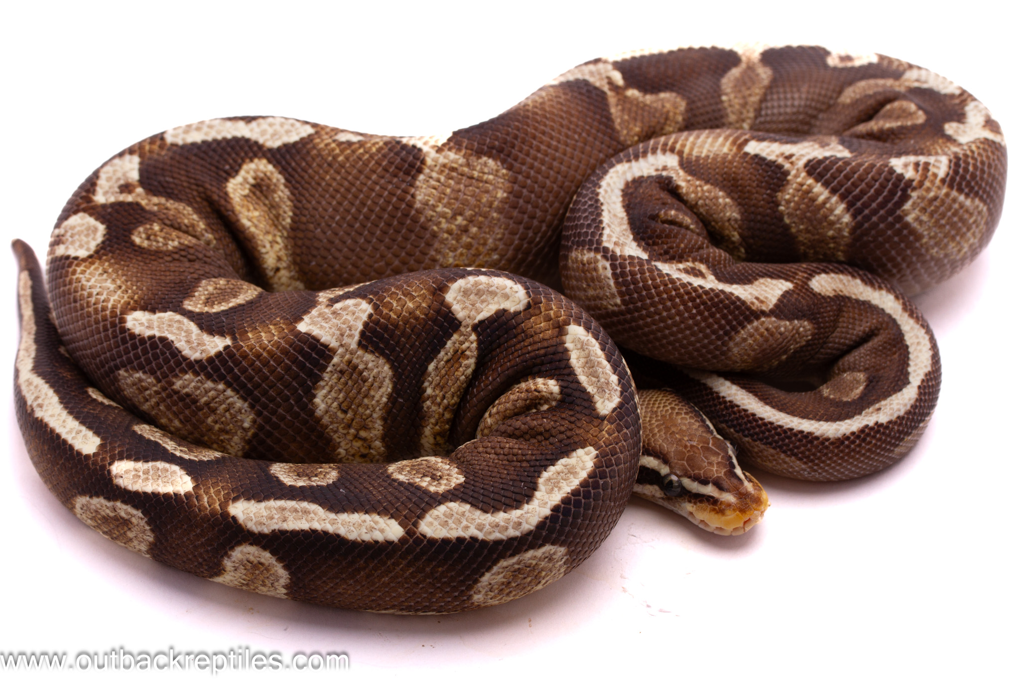 2025 GHI Lesser – Female | Outback Reptiles