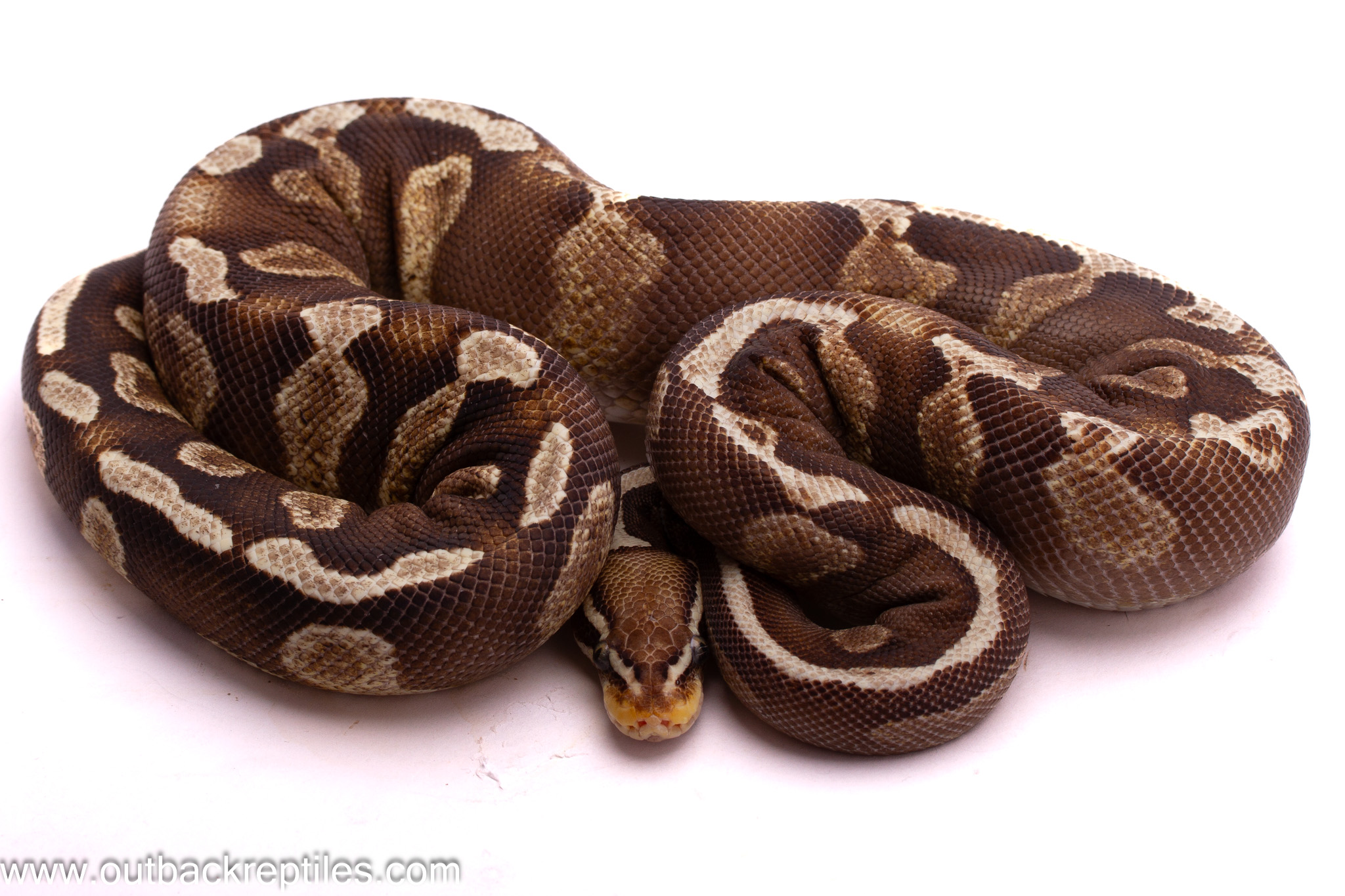 2025 GHI Lesser – Female | Outback Reptiles