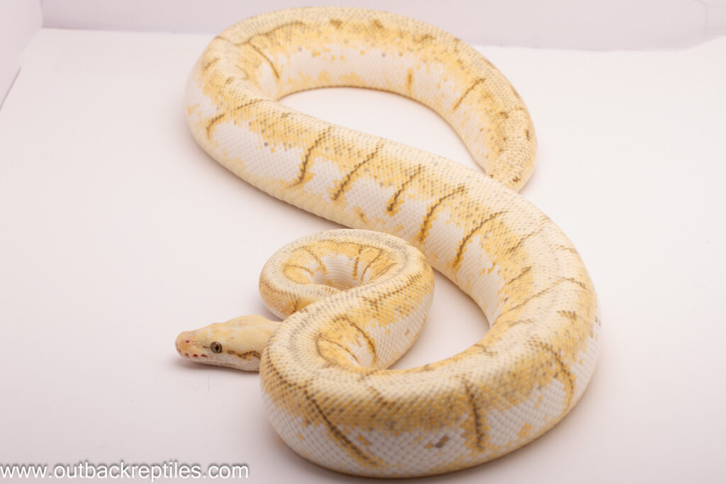 Hypo Fire Spinner Blast- Female | Outback Reptiles