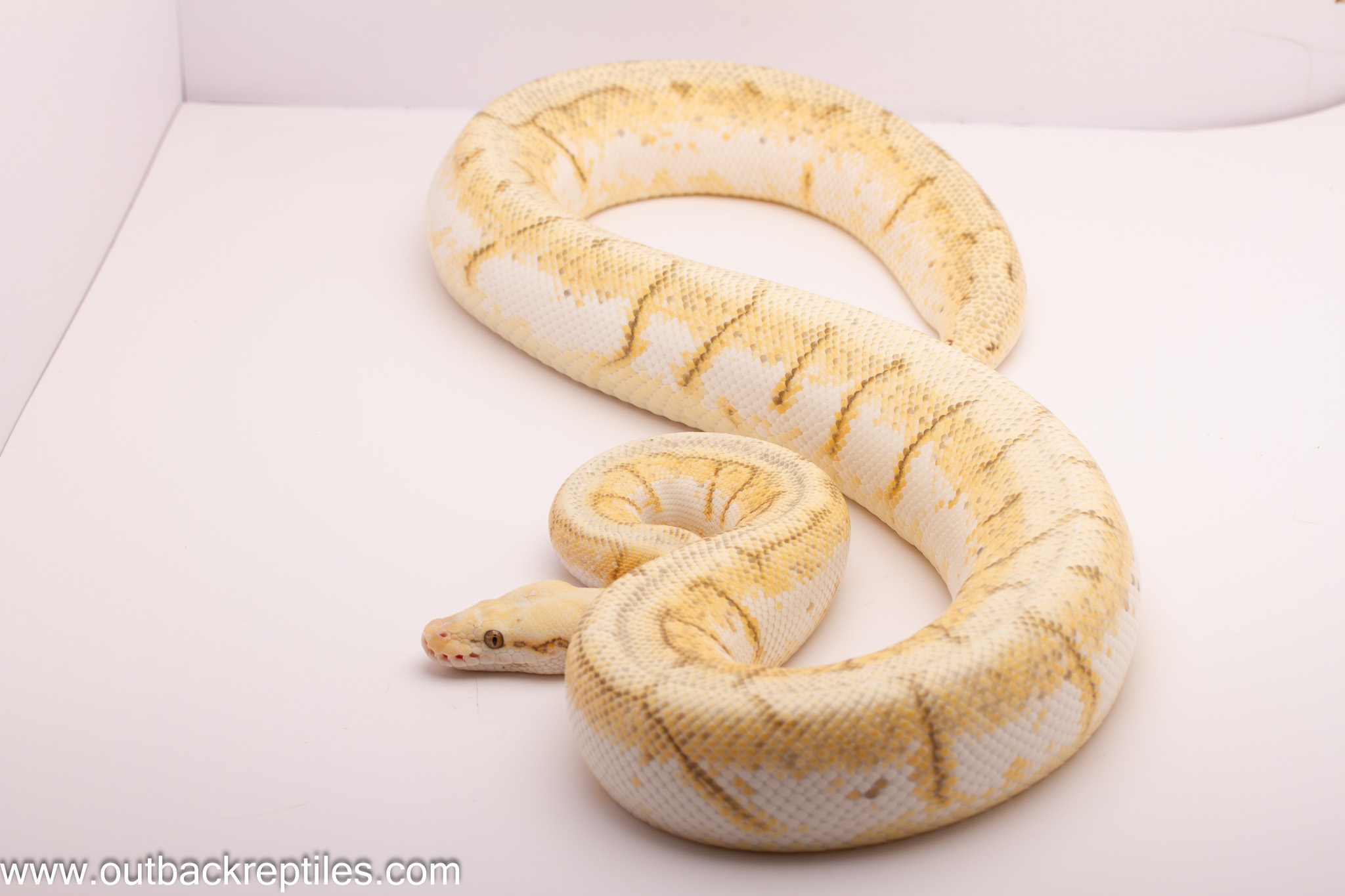 Hypo Fire Spinner Blast- Female | Outback Reptiles