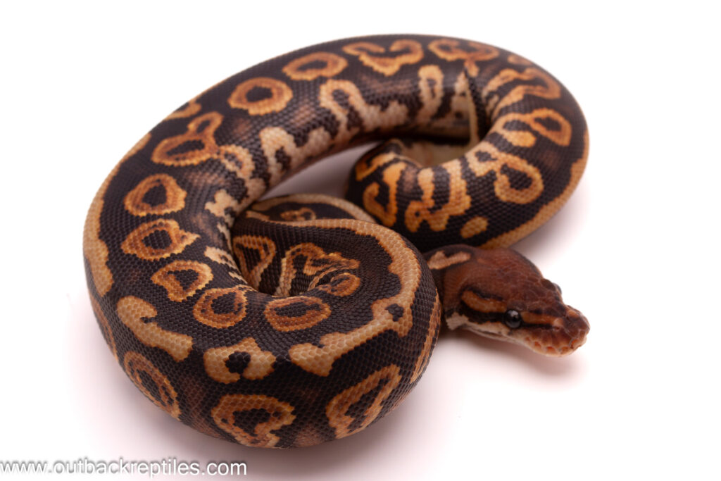 Black Pastel Specter Het. Clown- Female | Outback Reptiles