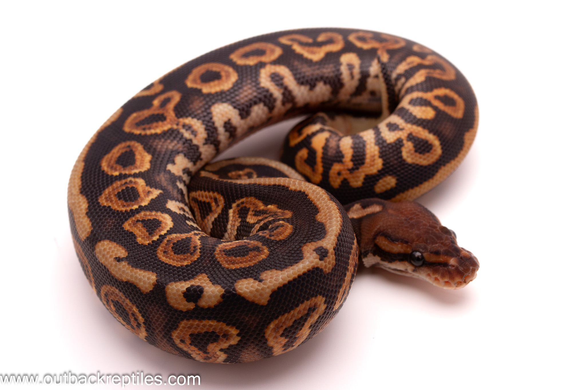 Black Pastel Specter Het. Clown- Female | Outback Reptiles