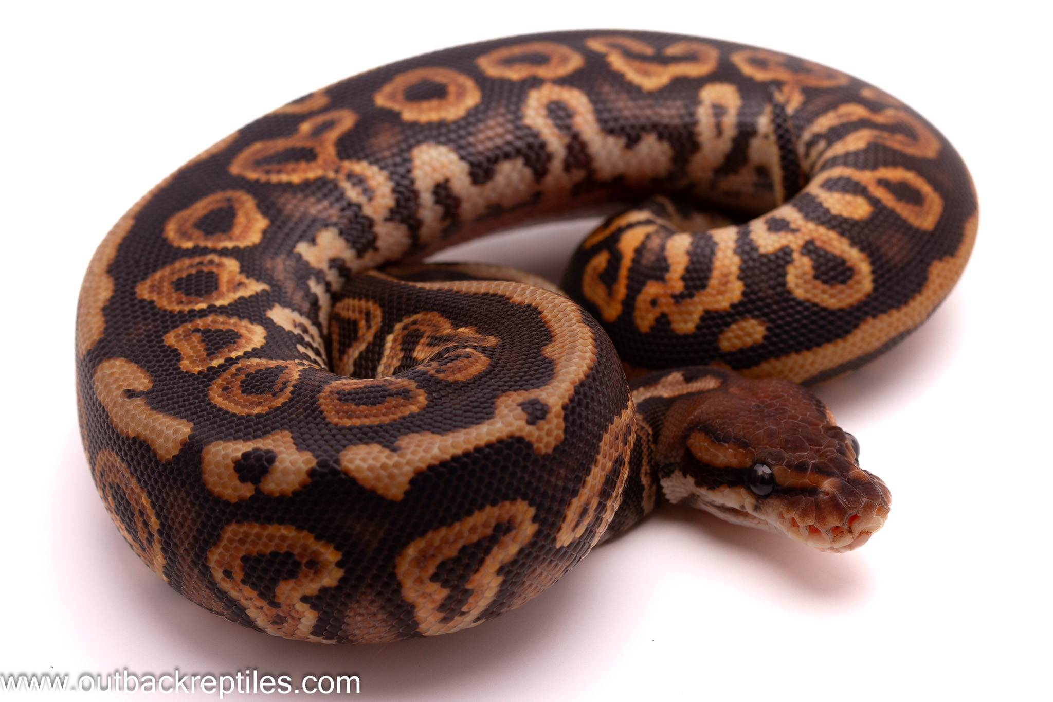 Black Pastel Specter Het. Clown- Female | Outback Reptiles