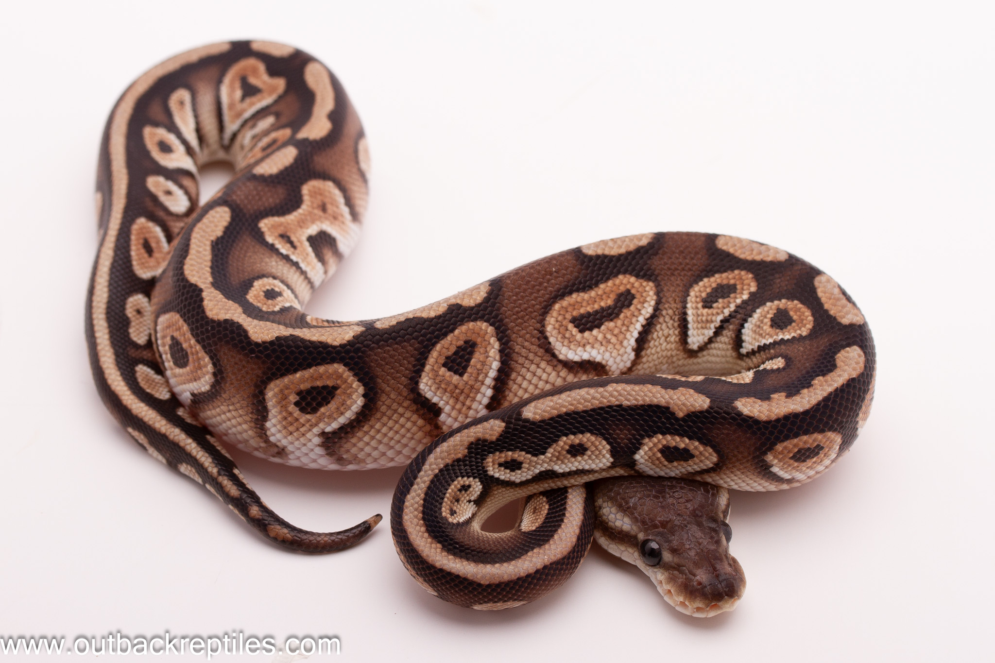 Cypress Cinnamon Het. Clown- Female | Outback Reptiles