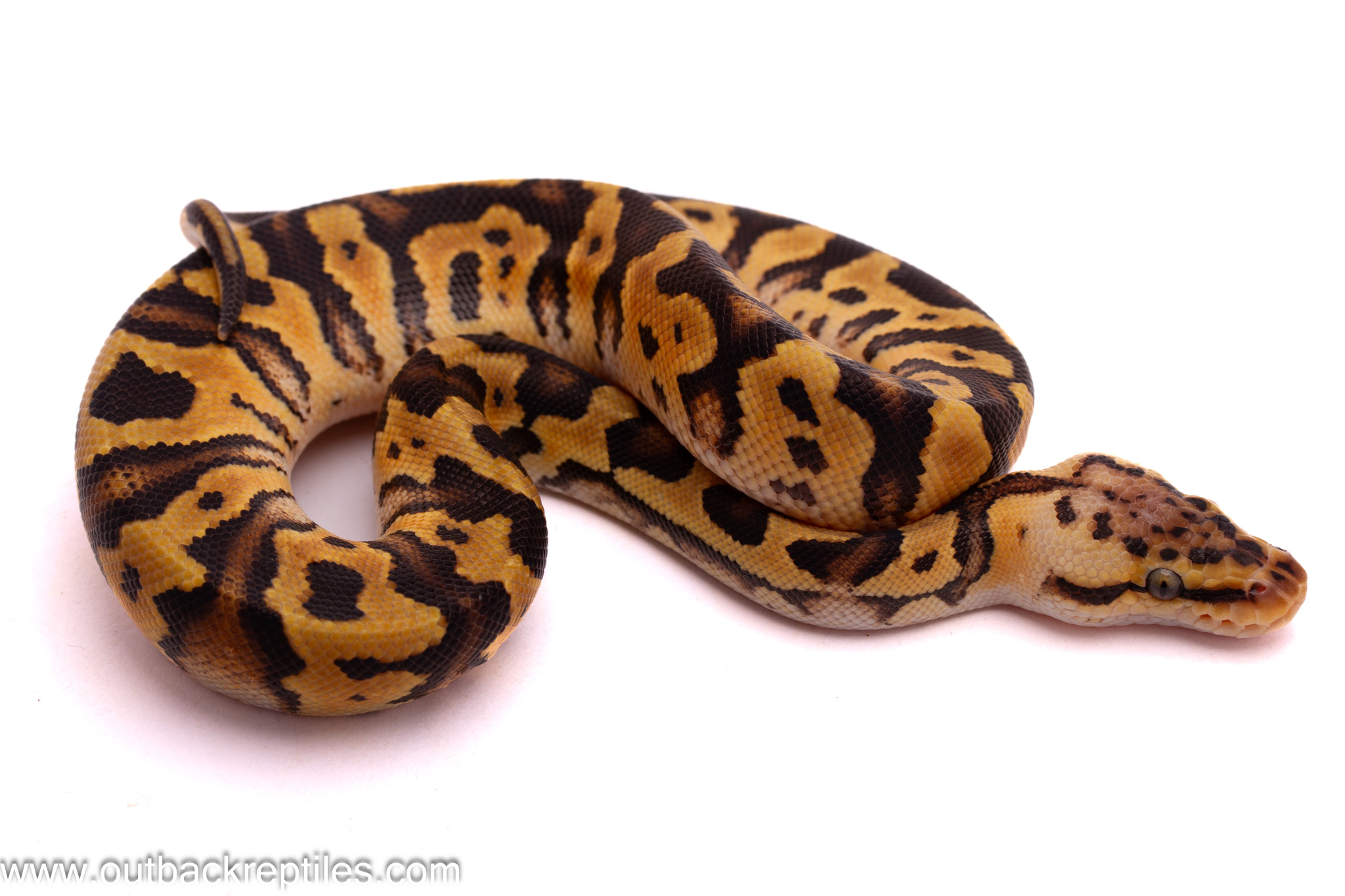 2025 Pastel Crypton- Male | Outback Reptiles