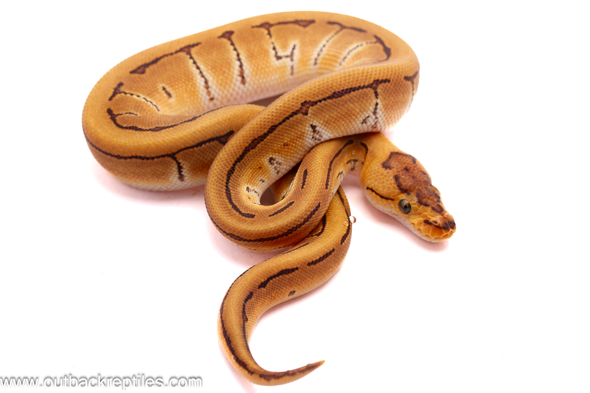 2025 Crypton Pinstripe- Male | Outback Reptiles