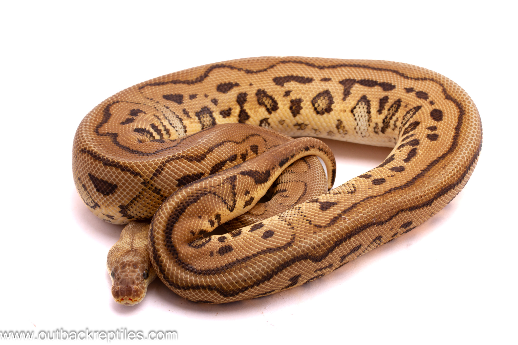 2025 Pastel Leopard Mahogany Clown – Female | Outback Reptiles