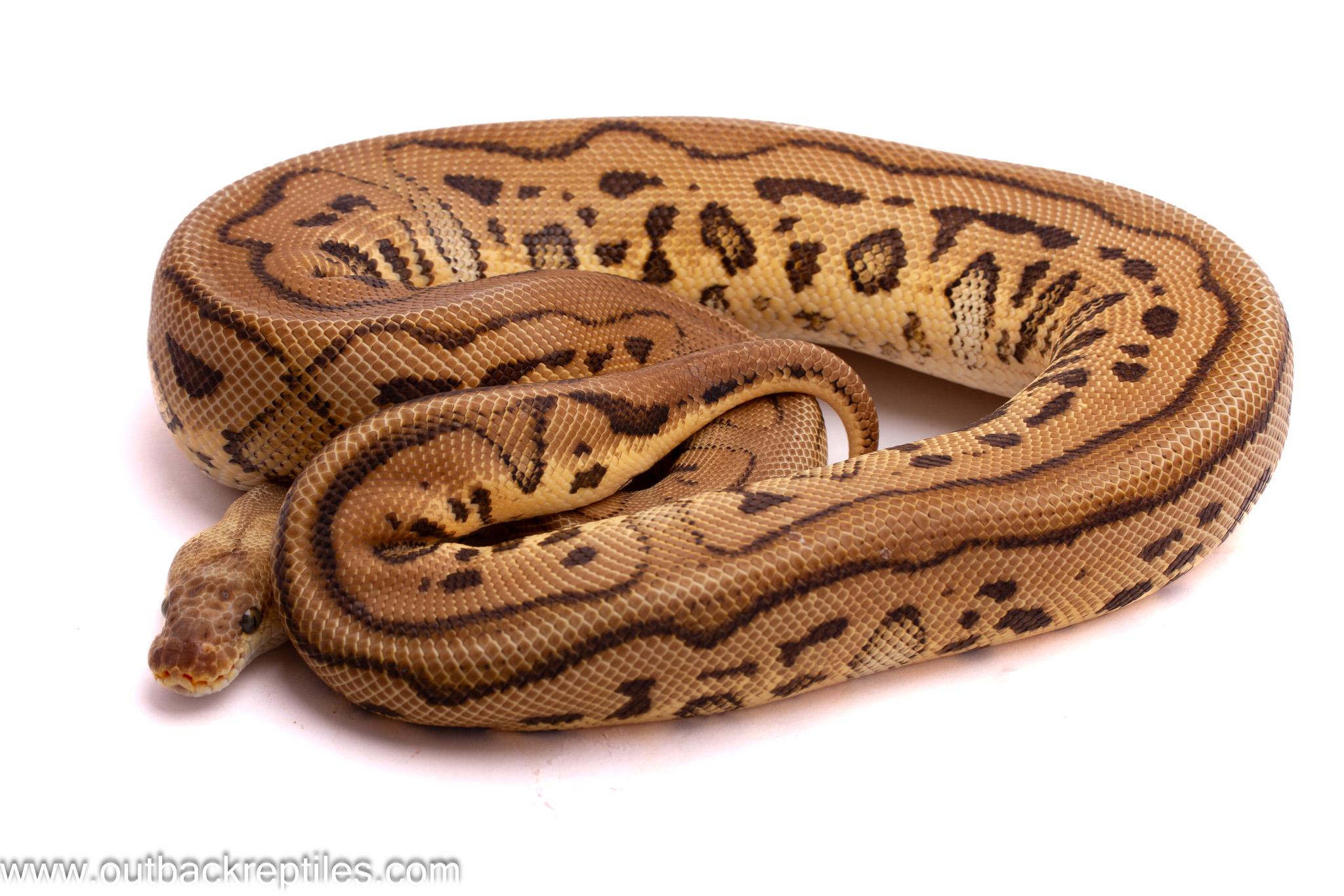 2025 Pastel Leopard Mahogany Clown – Female | Outback Reptiles